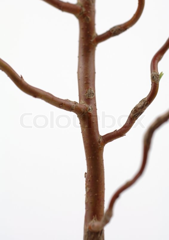 Baum-Zweig | Stock Bild | Colourbox