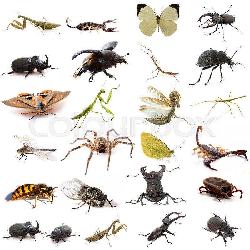 Group of european insects in front of ... | Stock image | Colourbox