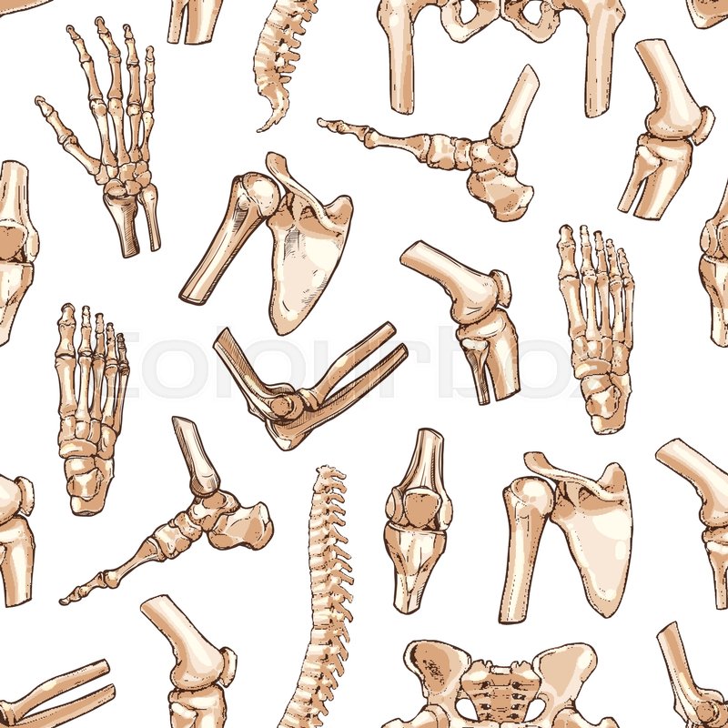 Human skeleton bone seamless pattern ... | Stock vector | Colourbox