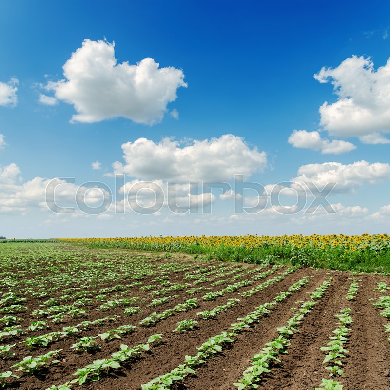 Spring agriculture field with ... | Stock image | Colourbox