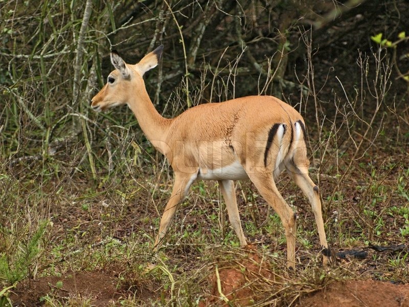 A antelope in Uganda | Stock image | Colourbox