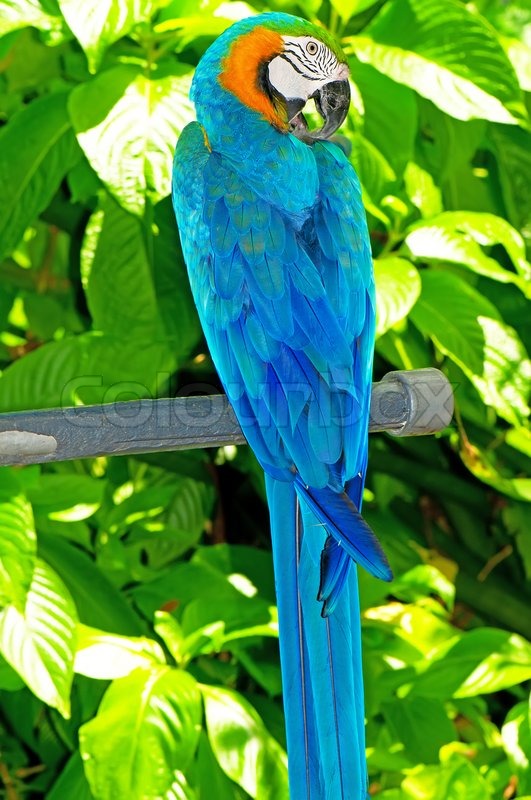 Bunte Papageien Vogel sitzt auf der ... | Stock Bild | Colourbox
