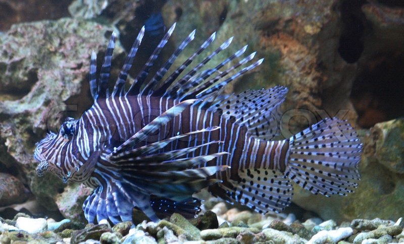 Sehr schöne exotische Fische aus dem Aquarium | Stockfoto | Colourbox