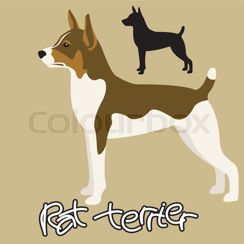 Rat terrier vector illustration black ... | Stock vector | Colourbox