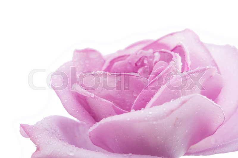 Lilac rose isolated on white background | Stock image | Colourbox
