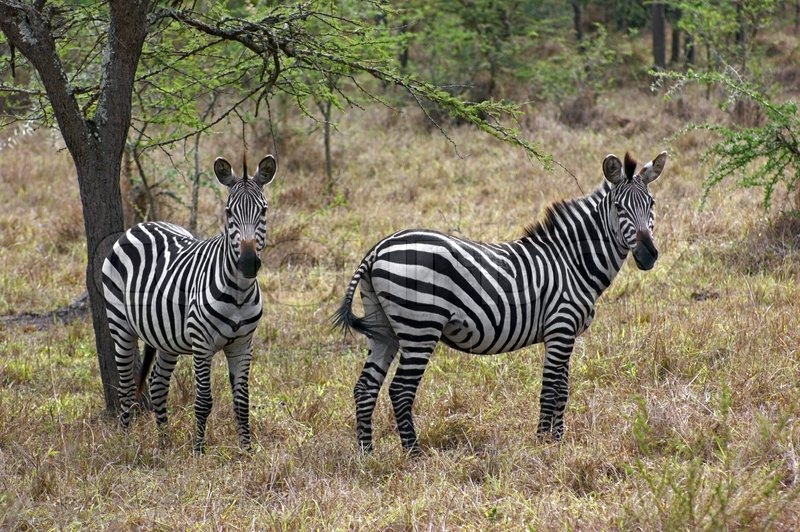 Zebras in Afrika | Stock Bild | Colourbox