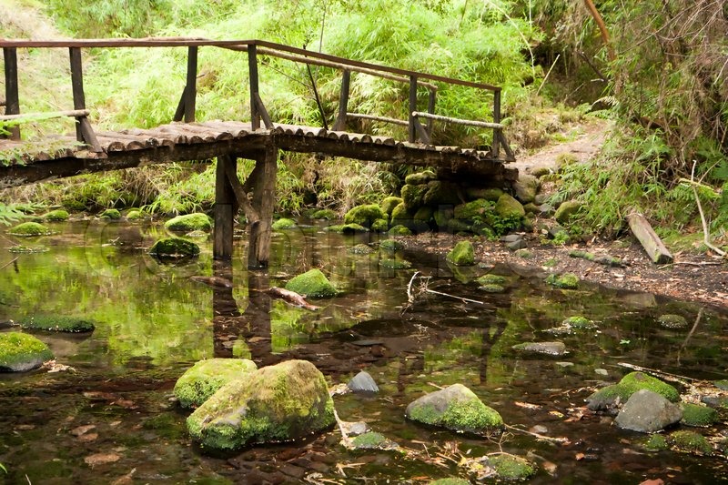 Small wooden bridge over a stream in a forest | Stock Photo | Colourbox