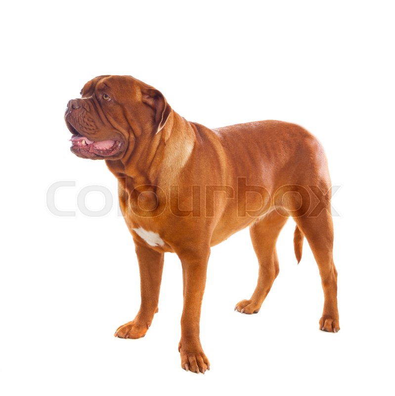 Close-up of Dogue de Bordeaux isolated ... | Stock image | Colourbox