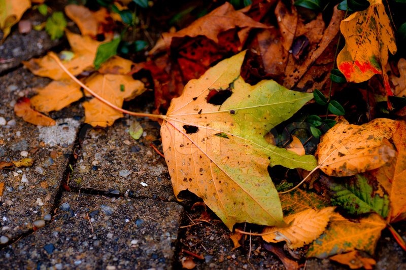 Autumn leaves on the ground | Stock image | Colourbox