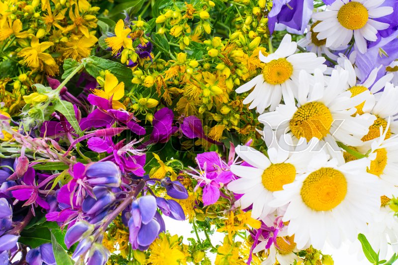 Texture of bright wildflowers. Studio ... | Stock image | Colourbox