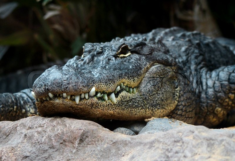 Alligator head closeup | Stock image | Colourbox