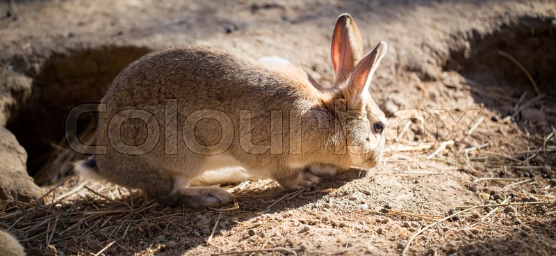 Hares on the ground in the wild . | Stock image | Colourbox