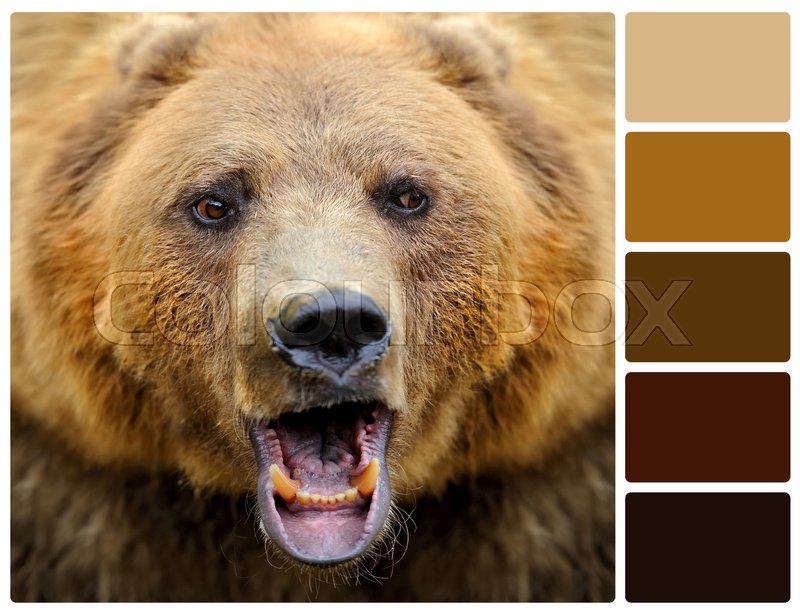 Bear portrait. Colour palette with ... | Stock image | Colourbox