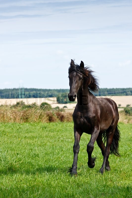 Frieser hest galopperede på en grøn ... | Stock foto | Colourbox