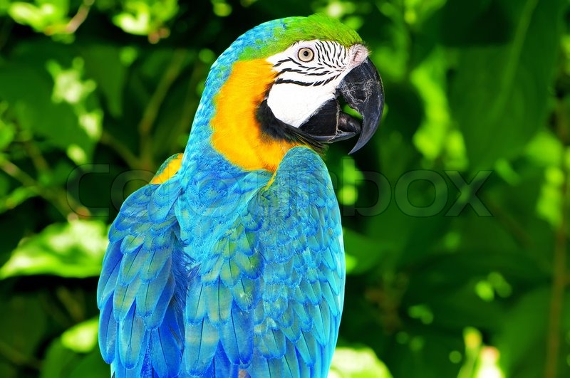 Bunte Papageien Vogel sitzt auf der ... | Stock Bild | Colourbox