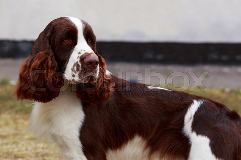 English Springer Spaniel Red And White