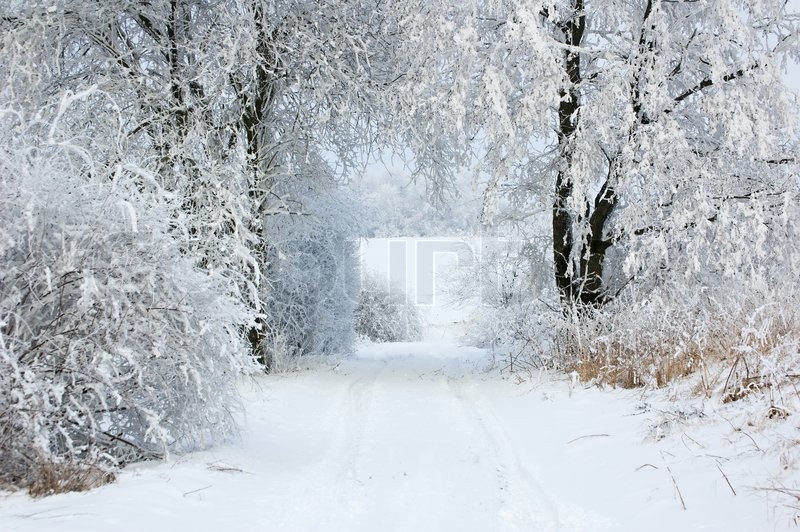 Snow covered trees in a winter woodland ... | Stock image | Colourbox