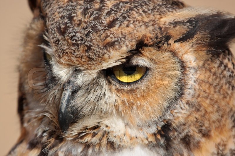 Close up Schuss Eule Kopf | Stock Bild | Colourbox