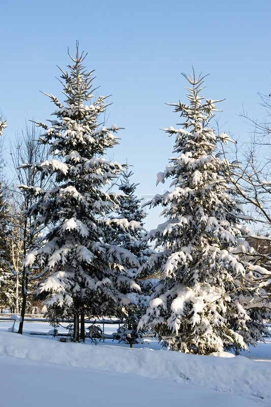 Winter snow covered spruce trees | Stock image | Colourbox