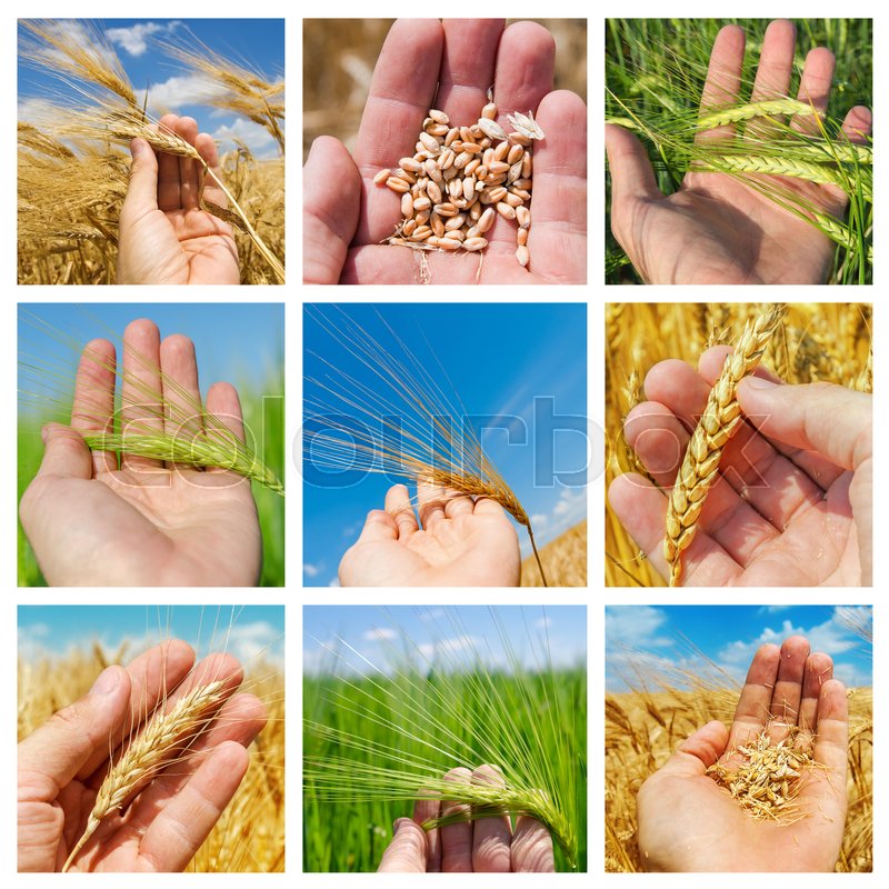 Set of pictures crops in hand over ... | Stock image | Colourbox
