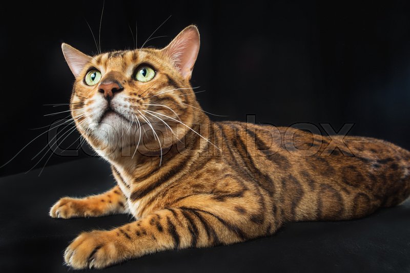 Gold And Black Cat