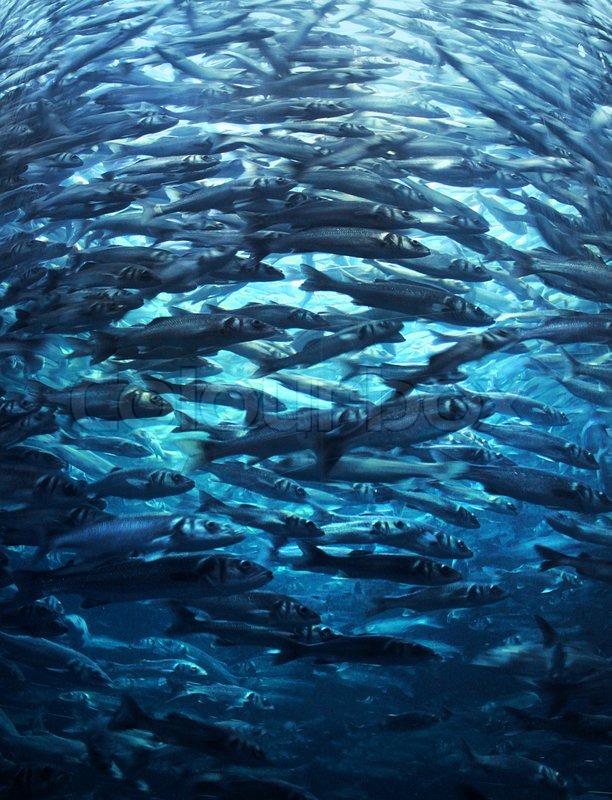 Fish shoal crowd rushing forward in ... | Stock image | Colourbox
