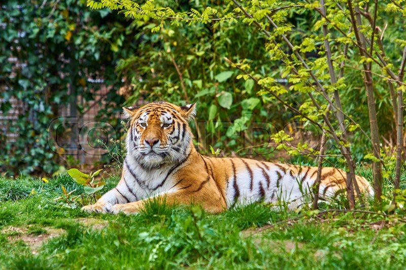 Tiger in forest. Tiger in the nature | Stock image | Colourbox