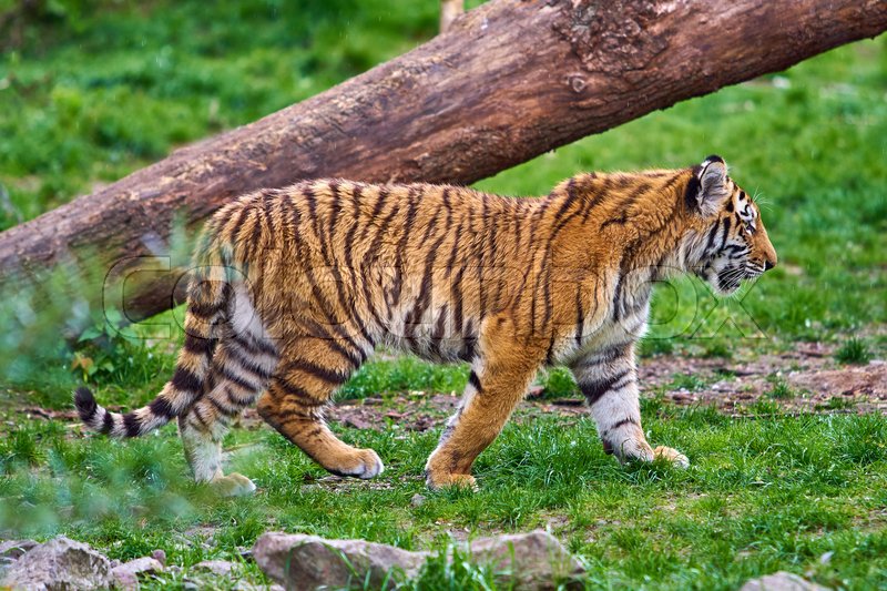 Tiger. Tigers on green grass | Stock image | Colourbox