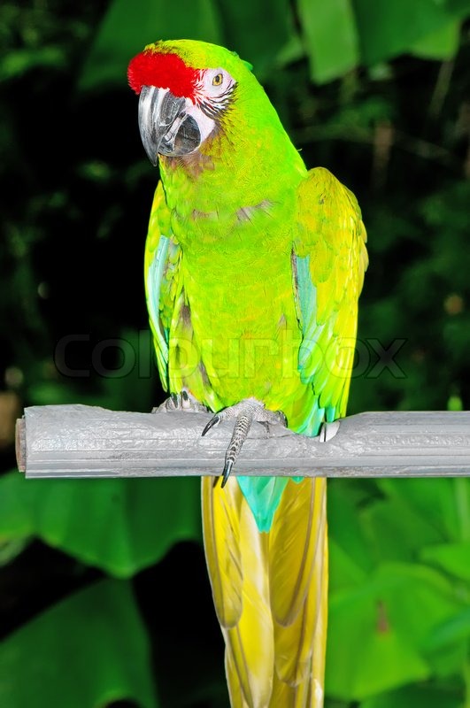 Colourful parrot bird sitting on the ... | Stock image | Colourbox