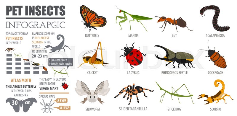 Pet insects breeds icon set flat style ... | Stock vector | Colourbox