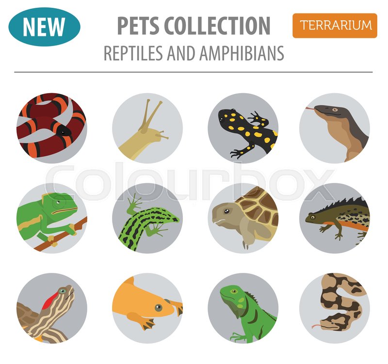 Pet reptiles and amphibians icon set ... | Stock vector | Colourbox