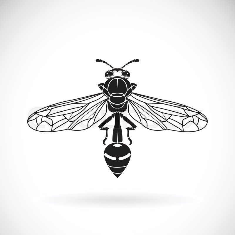 Vector of a wasp on a white ... | Stock vector | Colourbox