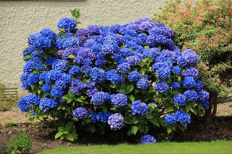 Wonderful blooming blue hydrangea in ... | Stock image | Colourbox
