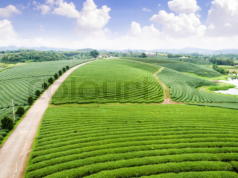 Aerial view of Tea plantation, Shot ... | Stock image | Colourbox
