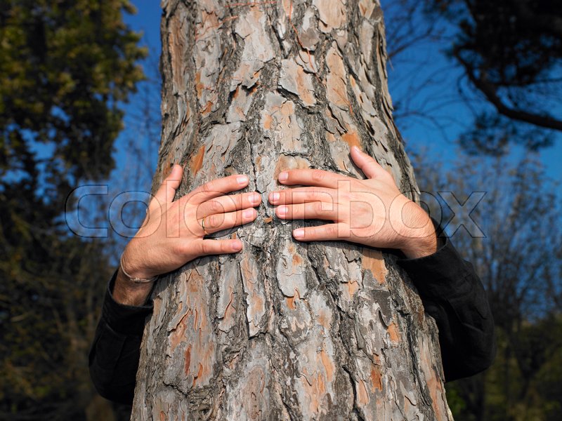 Man hugging a tree | Stock image | Colourbox