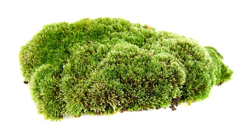 Moss on a white background | Stock image | Colourbox
