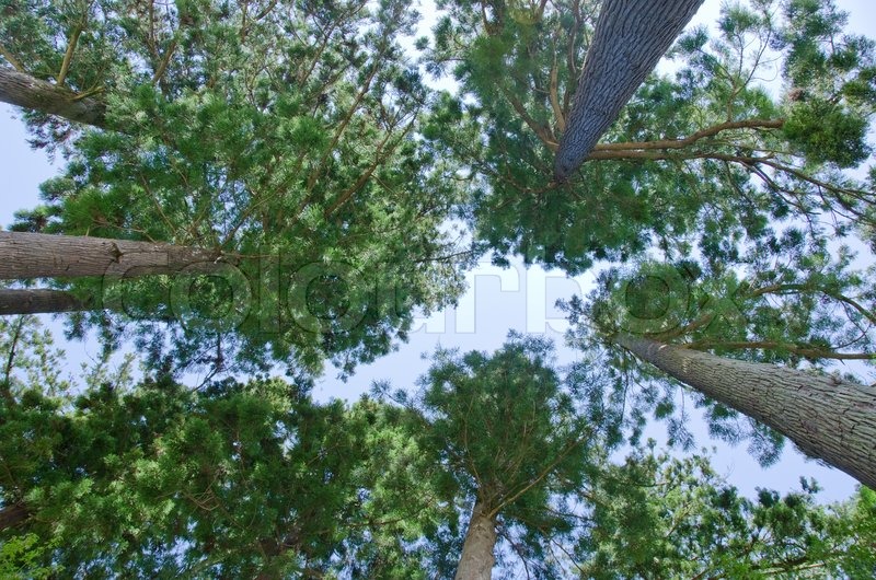 Pine tree forest tree tops seen from ... | Stock image | Colourbox
