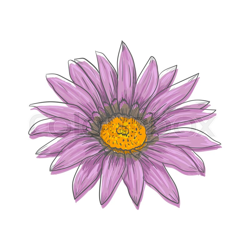 Gerber Daisy Vector