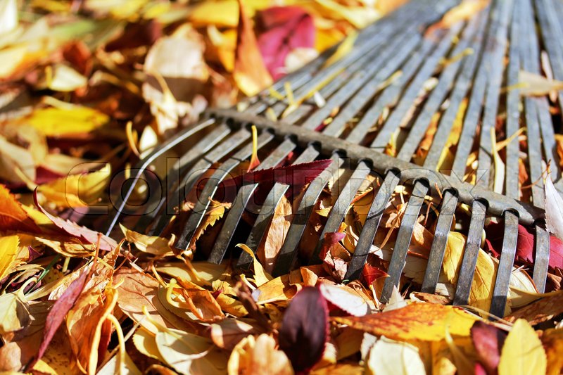 Nahaufnahme von einem Laubrechen für ... | Stock Bild | Colourbox