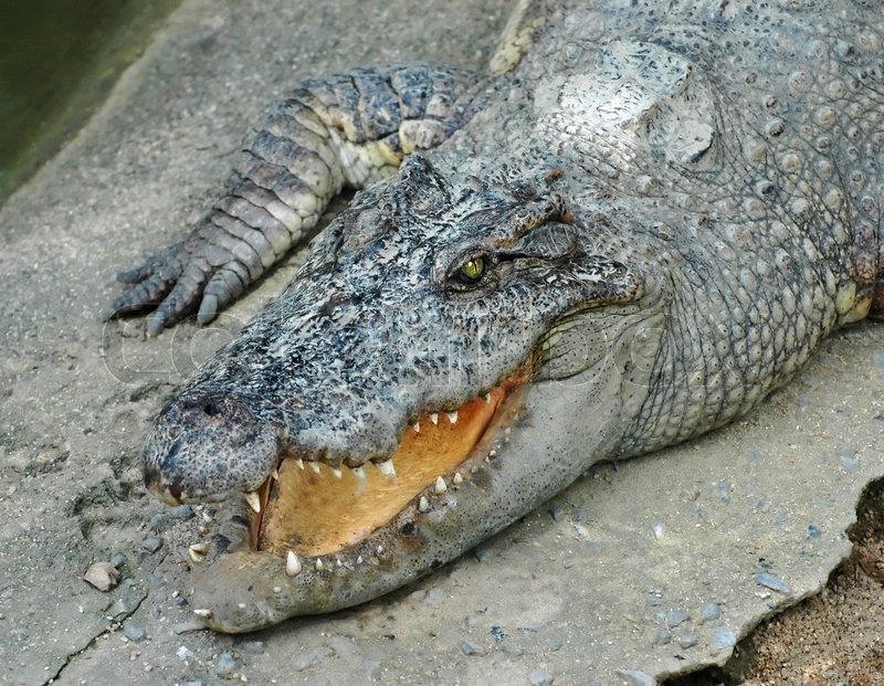 Krokodille med åben mund | Stock foto | Colourbox