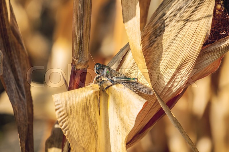 Large, gray-green specimen locust sits ... | Stock image | Colourbox