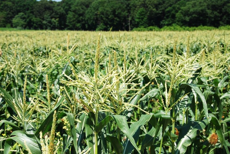 Corn | Stock image | Colourbox