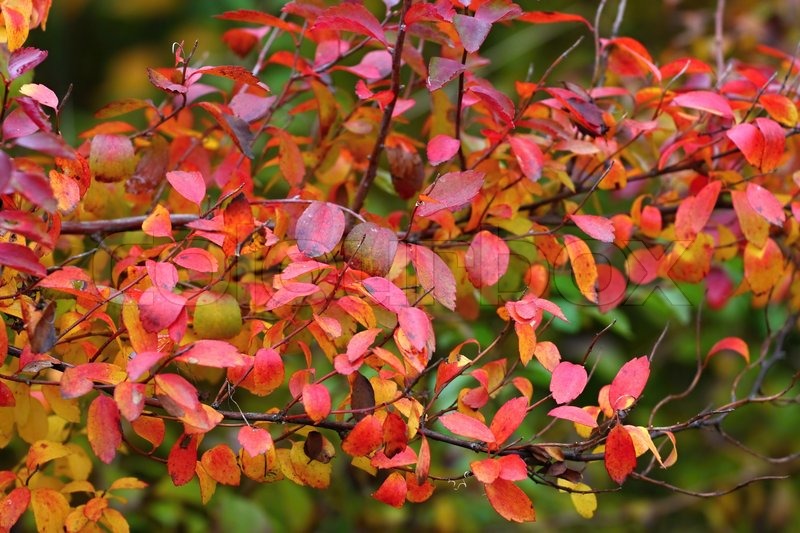 Autumn tree, Red and orange tree leaves ... | Stock image | Colourbox