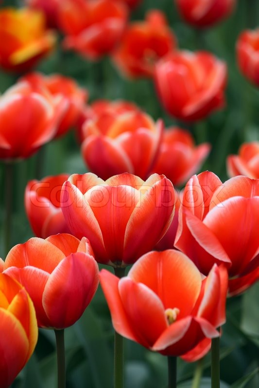 En masse af røde tulipaner og nogle ... | Stock foto | Colourbox