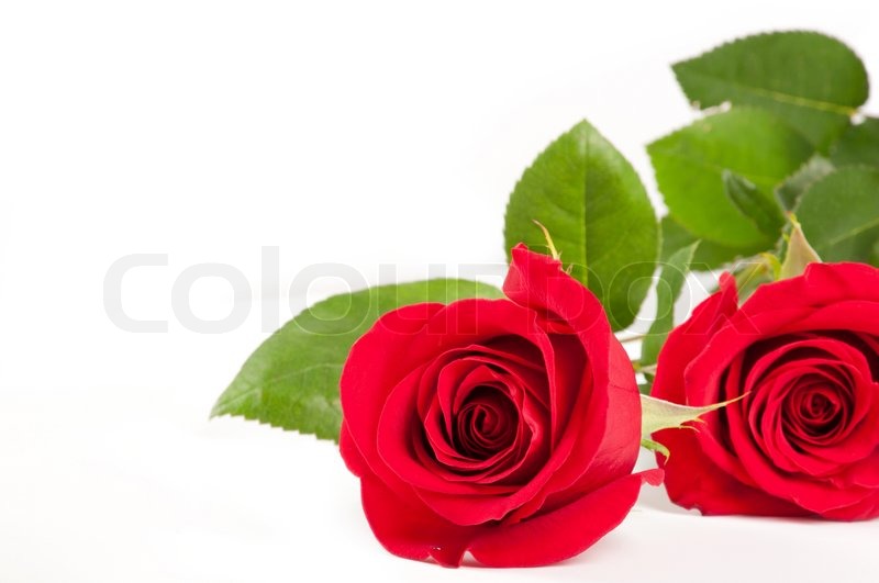 Two red roses isolated on a white ... | Stock Photo | Colourbox