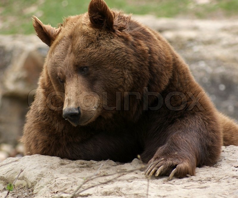 Sideways full body shot of a Brown Bear | Stock image | Colourbox