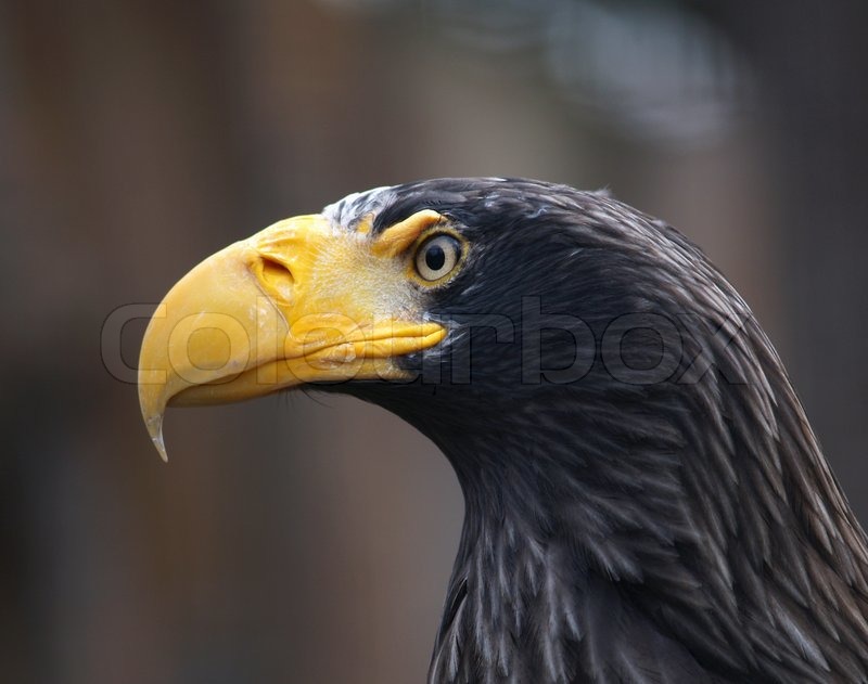 Head of the largest european eagle | Stock image | Colourbox
