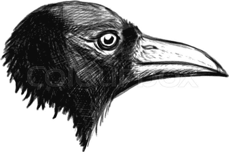 Crow head isolated on white ... | Stock vector | Colourbox
