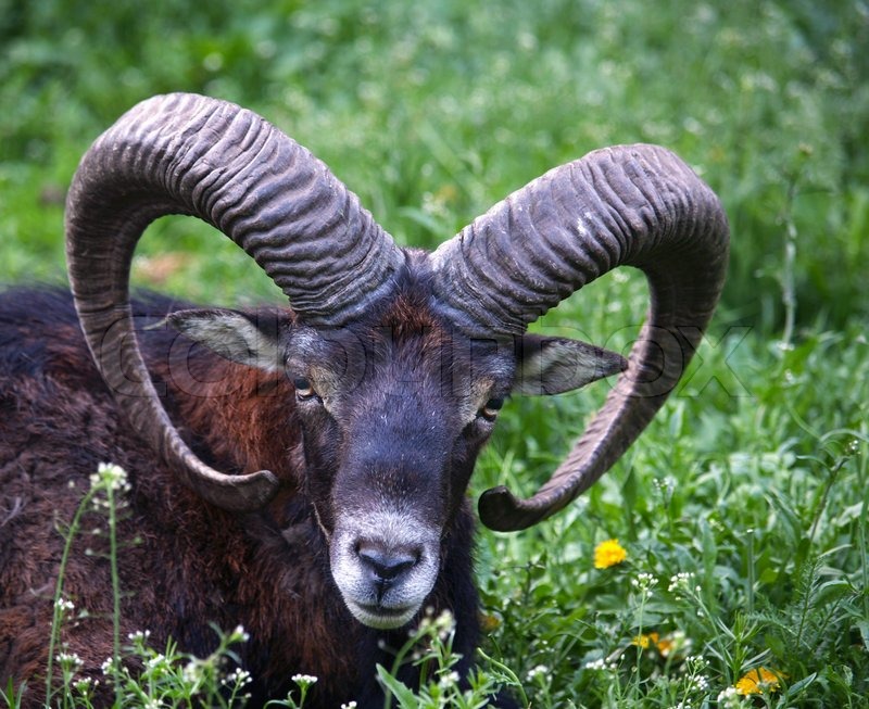 Detail of head of wild mouflon | Stock image | Colourbox