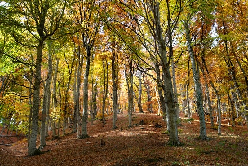 Autumn forest in the warm sunny day | Stock Photo | Colourbox